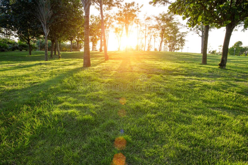 Setting Sun Shining Trees and Grass Stock Image - Image of light, lawn ...