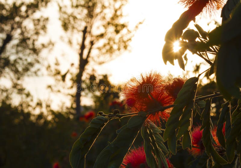 The setting sun stock photo. Image of sunnnthe, sunsetnnduskn - 37595600