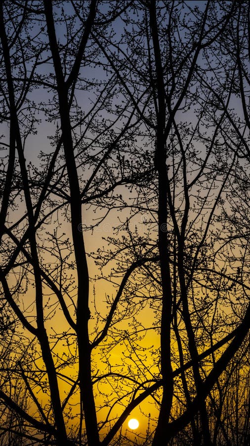 Setting Sun with Tree Branches in the Foreground Stock Image - Image of ...