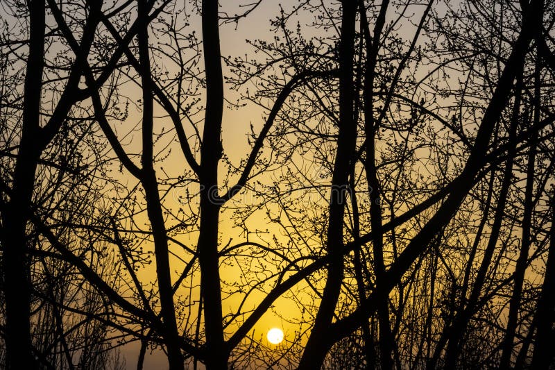Setting Sun with Tree Branches in the Foreground Stock Photo - Image of ...
