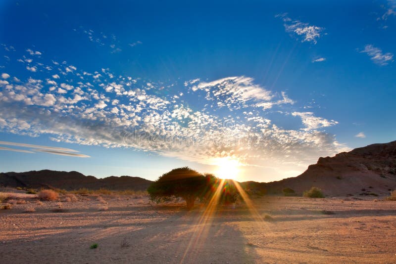 Setting sun tree in desert stock image. Image of tree - 19623543