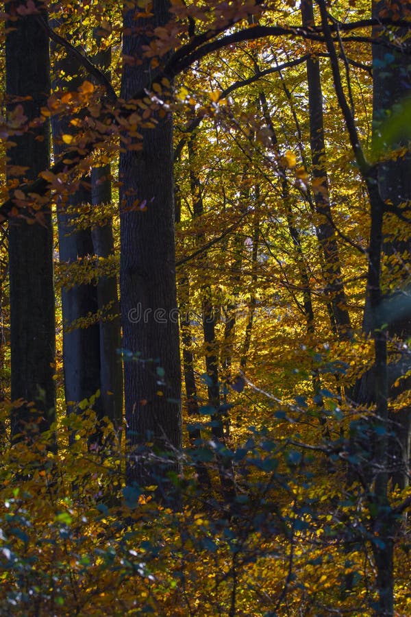 Setting sun and trees stock photo. Image of branch, natural - 157684974