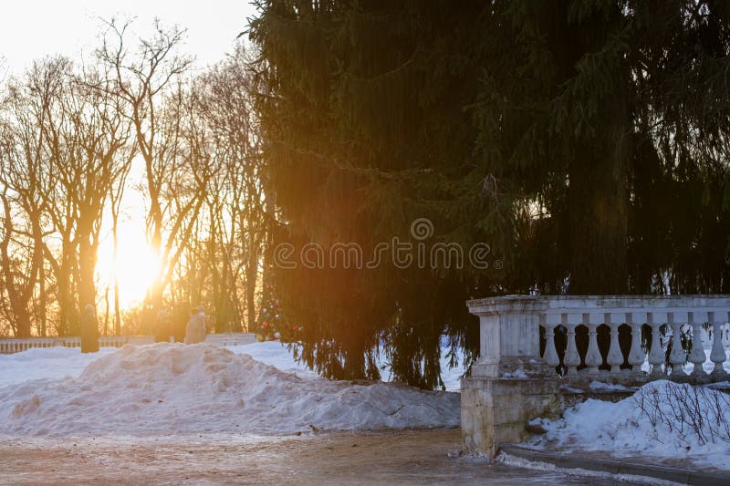 The Setting Sun among the Trees in the Park on a Frosty Winter Evening ...