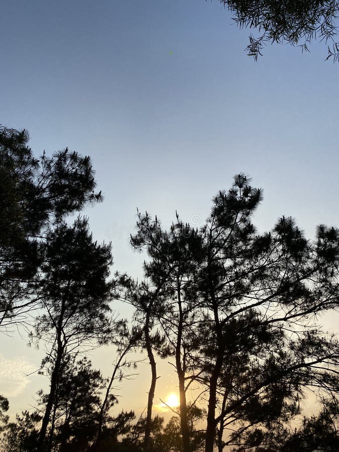 Setting sun and trees stock image. Image of dawn, grass - 202131507