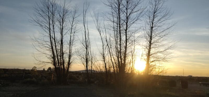 Setting Sun through the Trees Stock Image - Image of branch, morning ...