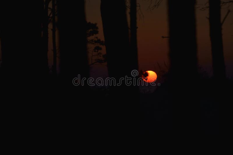 Setting sun and trees stock photo. Image of sunset, forest - 140050458