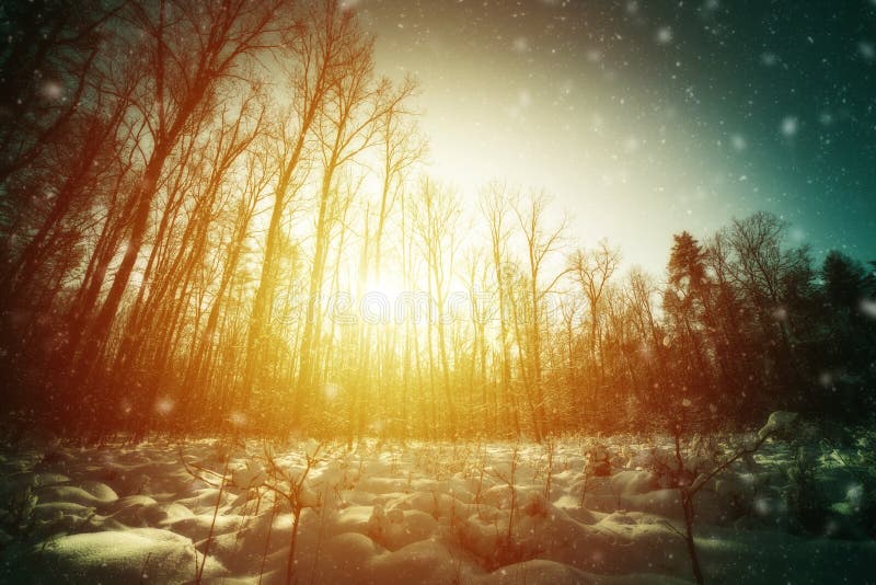 Setting Sun, Winter Forest and Falling Snow Landscape Stock Image ...