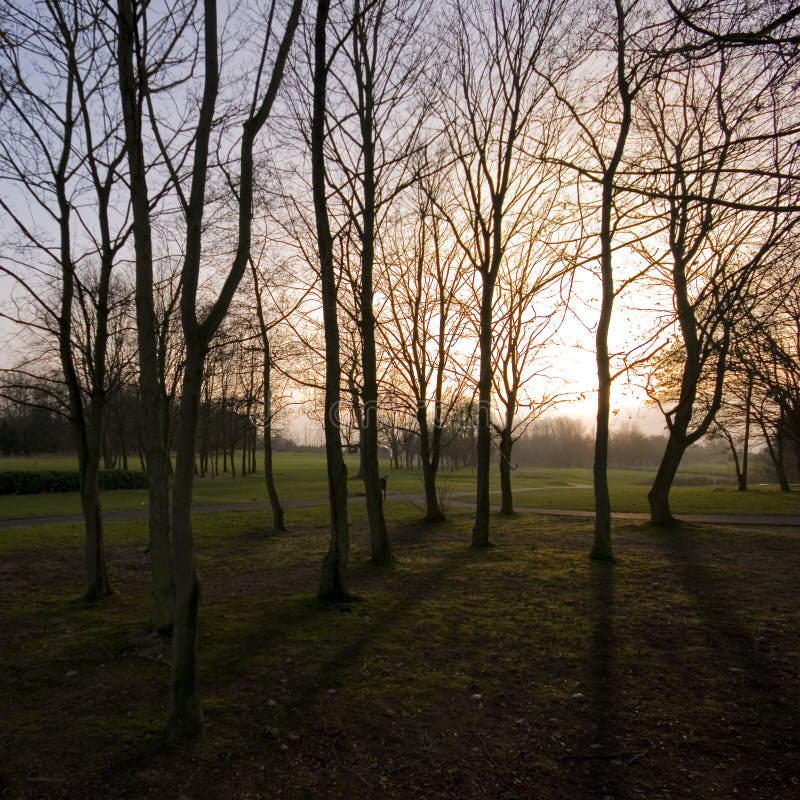 Setting Sun through Winter Trees Stock Image - Image of peace, quiet ...