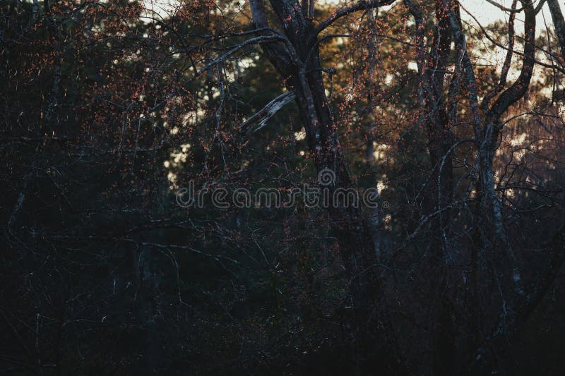 Setting Sunlight through White Ash Tree Blooms II Stock Image - Image ...