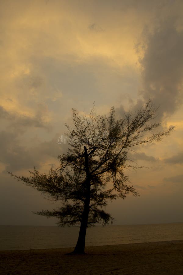 Setting Tree stock photo. Image of rise, beach, setting - 53484042
