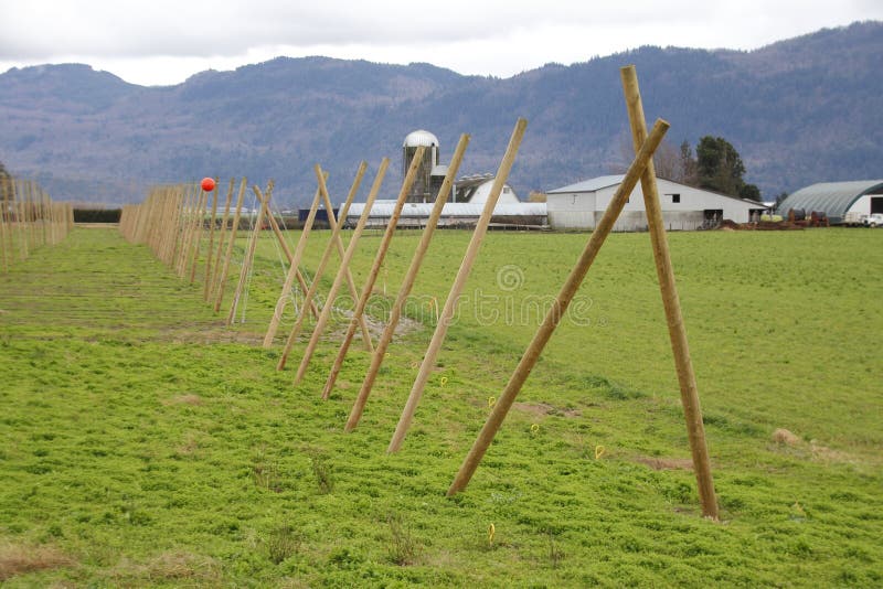 Setting Up for Hops Crop stock image. Image of erected - 66302231