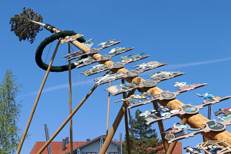 Setting Up a May Tree on 1 May in Bavaria is a Well-known Tradition ...