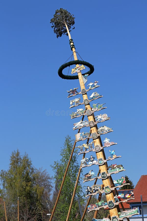 Setting Up a May Tree on 1 May in Bavaria is a Well-known Tradition ...
