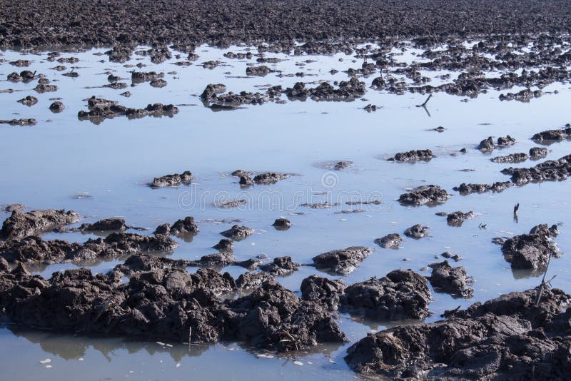 Pozza Di Fango Sul Campo, Acqua Fotografia Stock - Immagine di pozza ...
