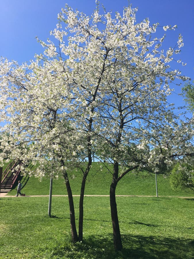 Setun Spring Park Trees and Blossoms Stock Image - Image of spring ...