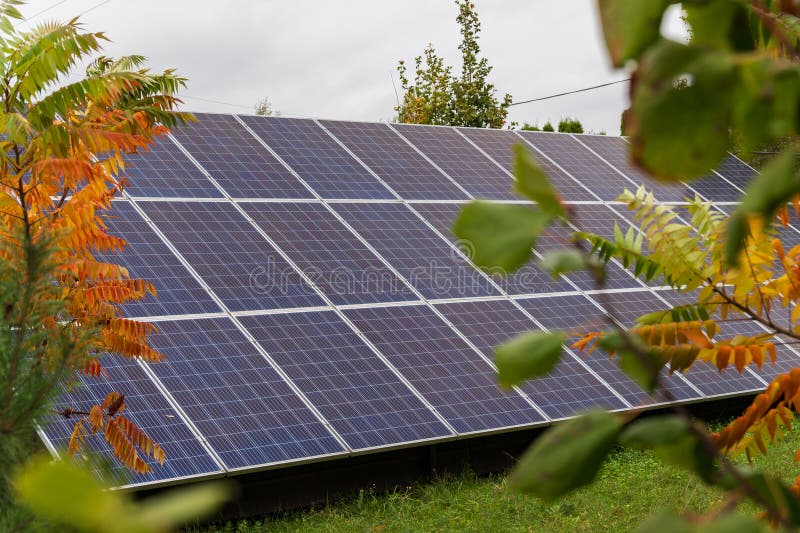 This Setup Features Solar Panels Nestled among Vibrant Greenery, Taking ...