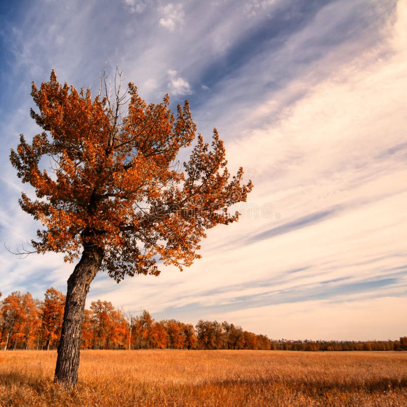 Seul Arbre Avec Un Ciel D'automne Image stock - Image du crique ...