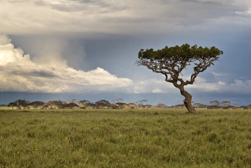 Seul Arbre Dans La Savane Africaine Image stock - Image du ...
