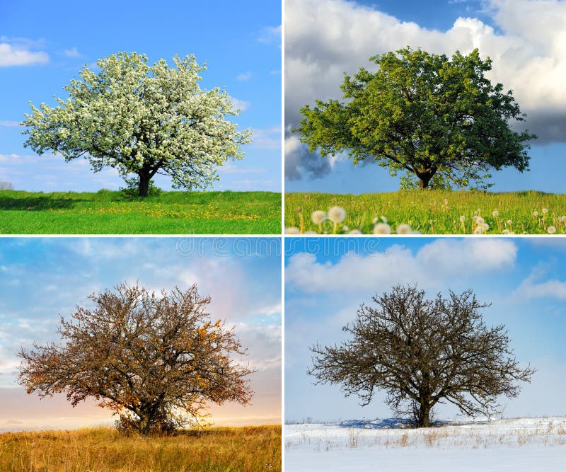 Arbre Quatre-saisons De Concept De Changement Photo stock - Image du ...