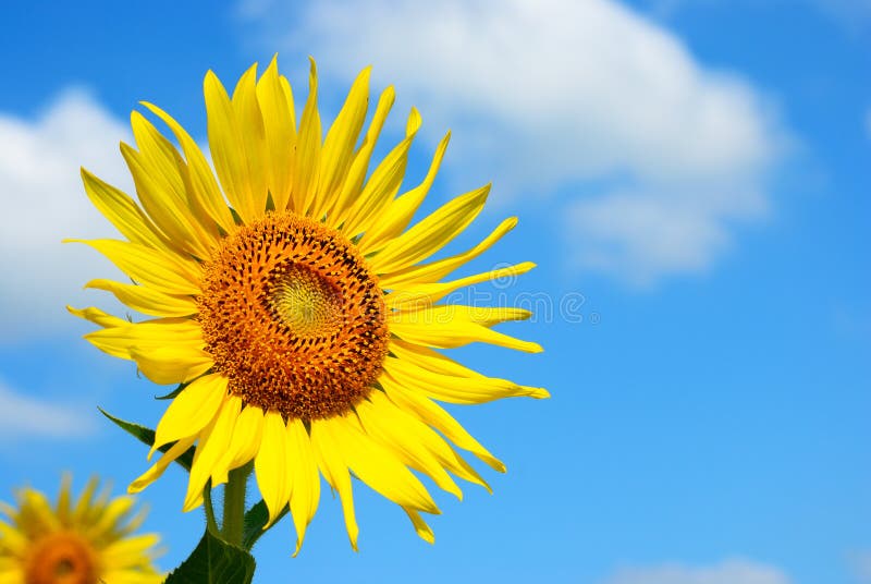 Seule fleur photo stock. Image du nature, fond, heureux - 35948868