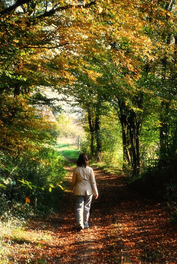 Seule marche dans la forêt image stock. Image du navigation - 4229597