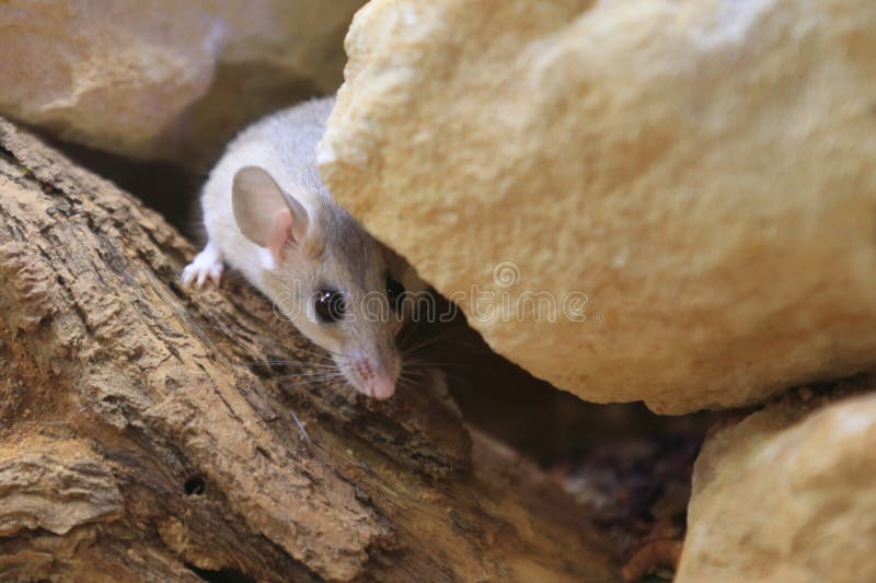 Seurat spiny mouse stock photo. Image of seurat, gazing - 271086242