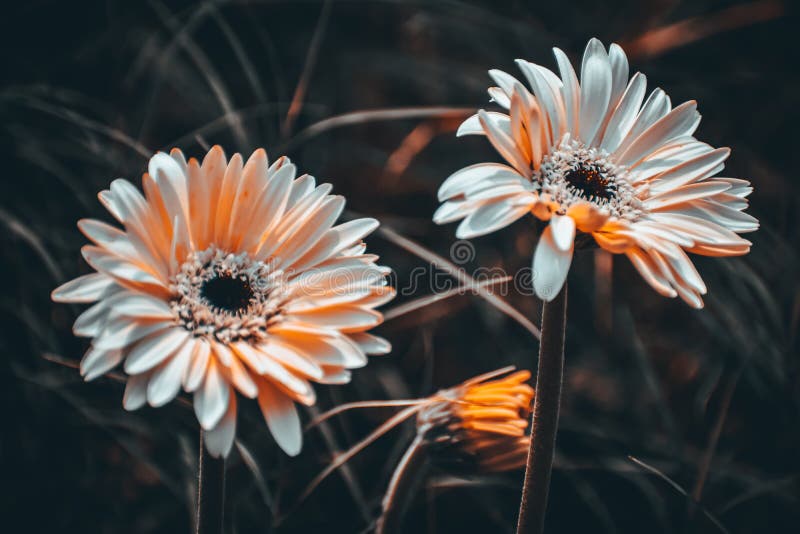 Sevanthi Flower Stock Photos - Free & Royalty-Free Stock Photos from ...