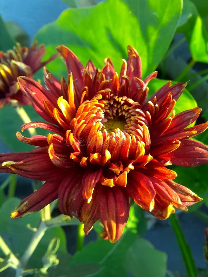 Sevanti Chrysanthemums Flower Stock Photo - Image of flower, macro ...