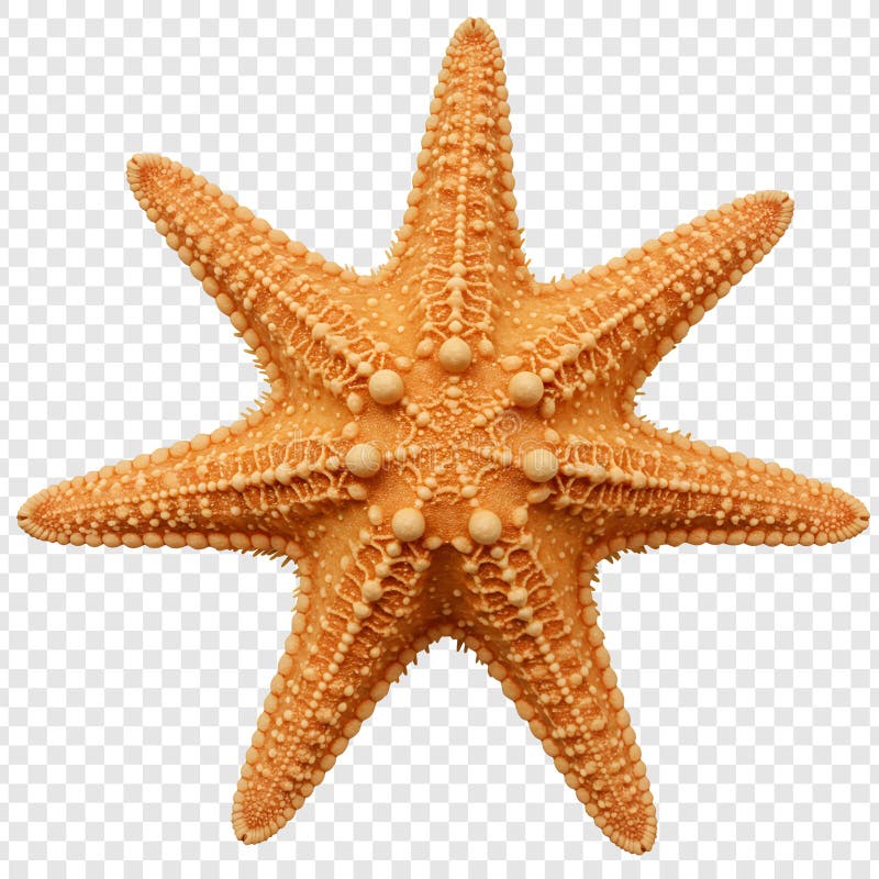Seven-Armed Starfish on Transparent Background Stock Image ...