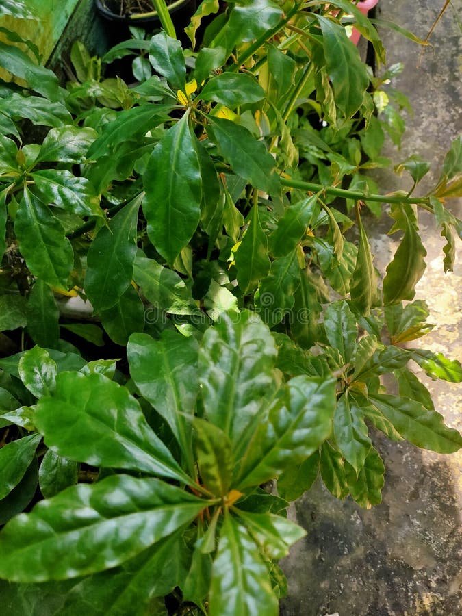 Seven blade needle plant stock image. Image of autumn - 210447575