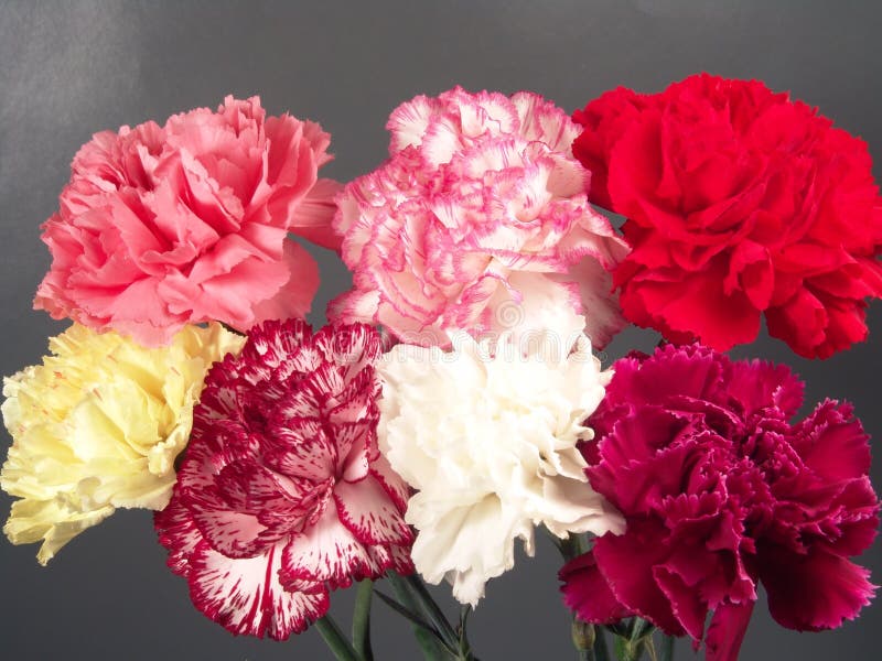 Seven Carnations stock image. Image of jesus, wedding, symbol - 573879