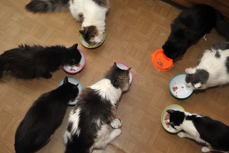 Seven cats eat together stock image. Image of feline - 140448937