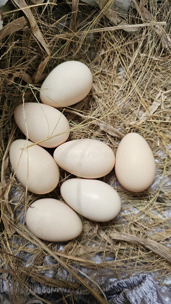 Seven Chicken Eggs in the Straw Nest. Stock Image - Image of food ...