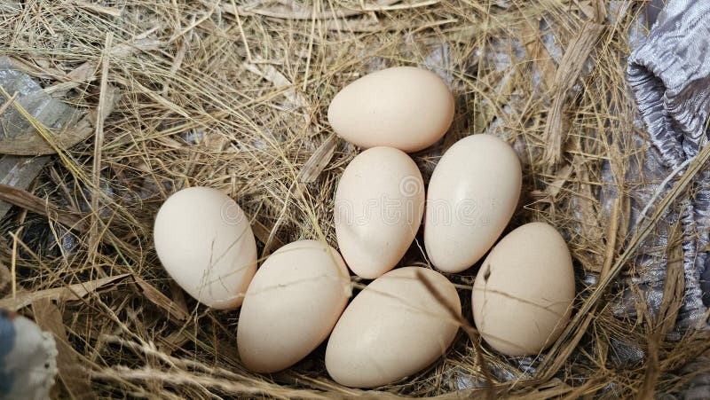 Seven Chicken Eggs in the Straw Nest. Stock Photo - Image of food, ayam ...