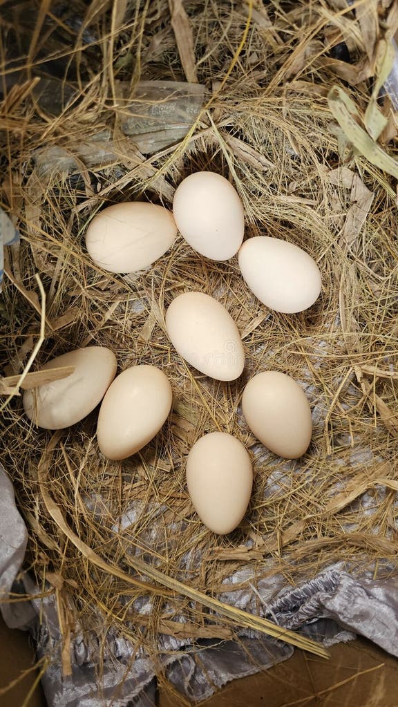 Seven Chicken Eggs in the Straw Nest. Stock Photo - Image of chicken ...