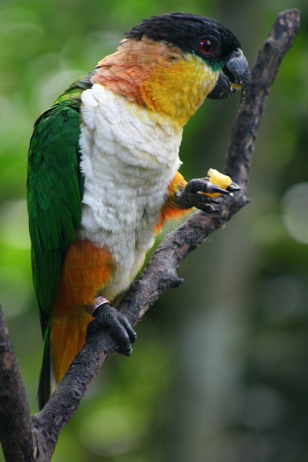Brazilian parrot stock photo. Image of brasil, green, yellow - 2319538