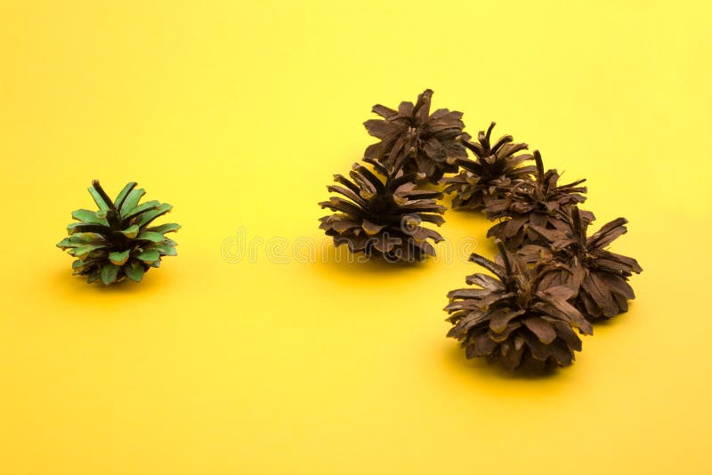 Seven conelets stock image. Image of tree, christmas - 12187661