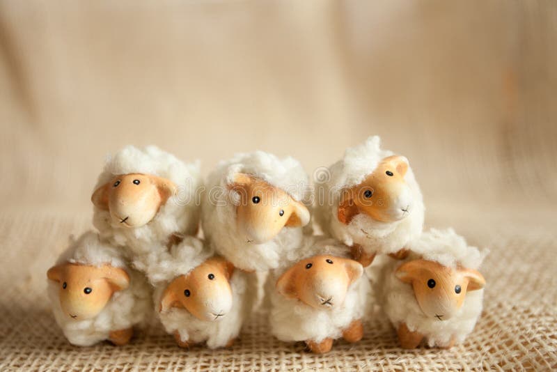 Seven Sheep in a Row in a Field Looking at the Camera Stock Photo ...