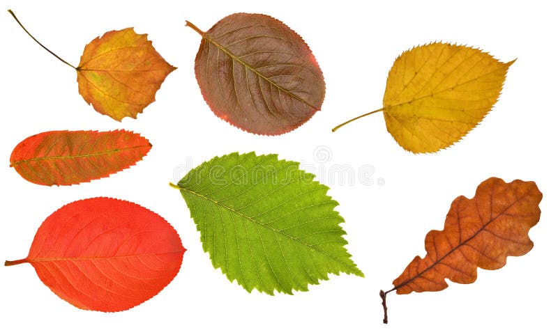 Seven Different Leaves on White Stock Photo - Image of isolated ...