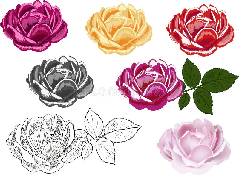 Seven Rose Stock Illustrations – 186 Seven Rose Stock Illustrations ...