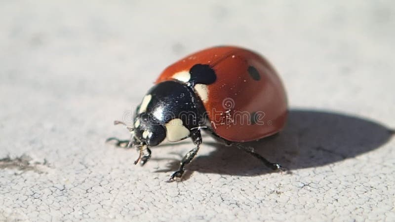 Ladybug Taking Flight stock image. Image of meadow, abstract - 13821339