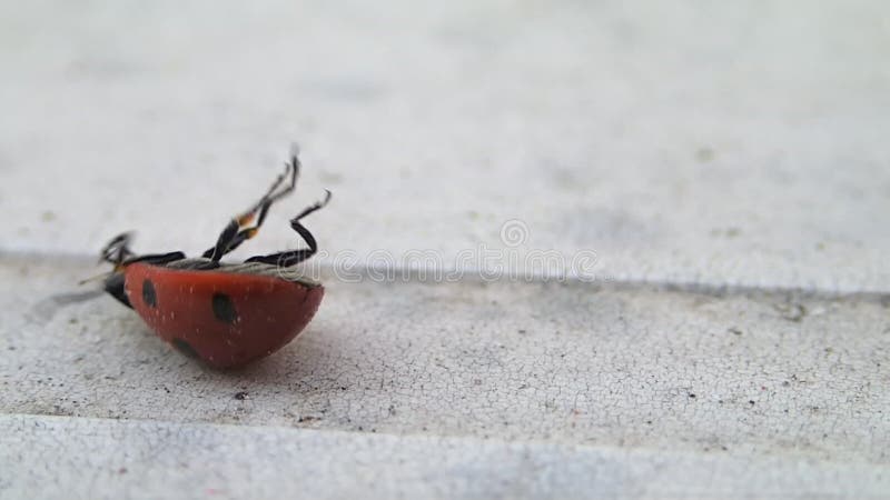 Seven Dots Ladybug Turning on Its Legs Stock Video - Video of ladybird ...