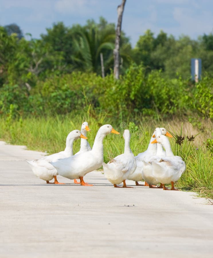 Seven Duck Walking on the Road at the Countryside Stock Image - Image ...