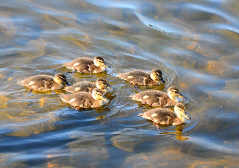 Seven ducklings stock photo. Image of line, cute, family - 97120990