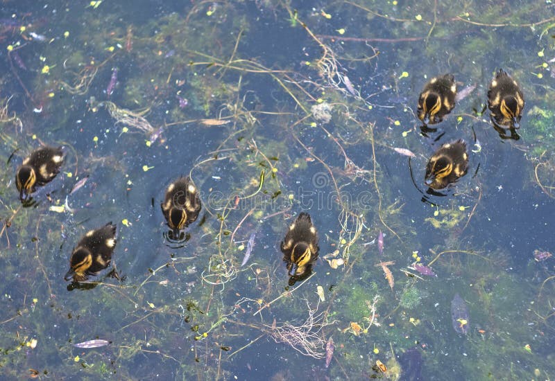 Seven Ducklings in the Pond Stock Photo - Image of yellow, ducks: 107470792