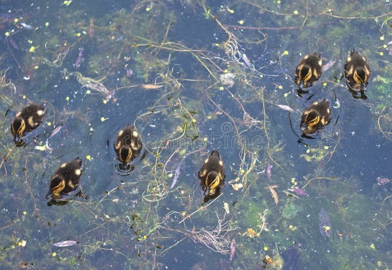 Seven Ducklings in the Pond Stock Photo - Image of yellow, ducks: 107470792