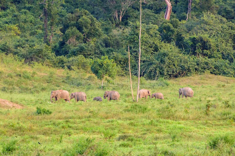 Seven elephant stock photo. Image of park, nature, outdoor - 152281750