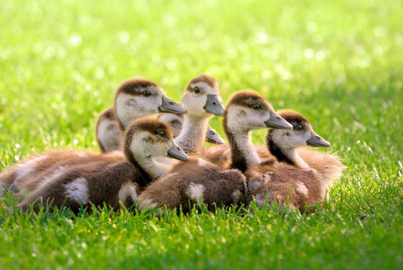 Seven fluffy goslings stock photo. Image of bird, season - 19094738