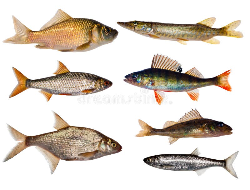 Great Collection of a Freshwater Fish. Stock Image - Image of chevin ...