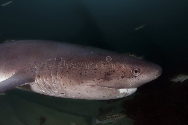 Six Gill Shark stock image. Image of griseus, deep, close - 10018527